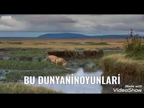 Vatsap status Aslan tülküyə boyun əyməz