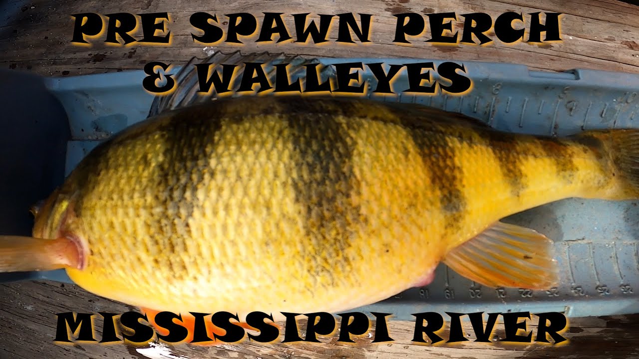 PRE SPAWN PERCH & WALLEYE (Mississippi River, Genoa) - YouTube