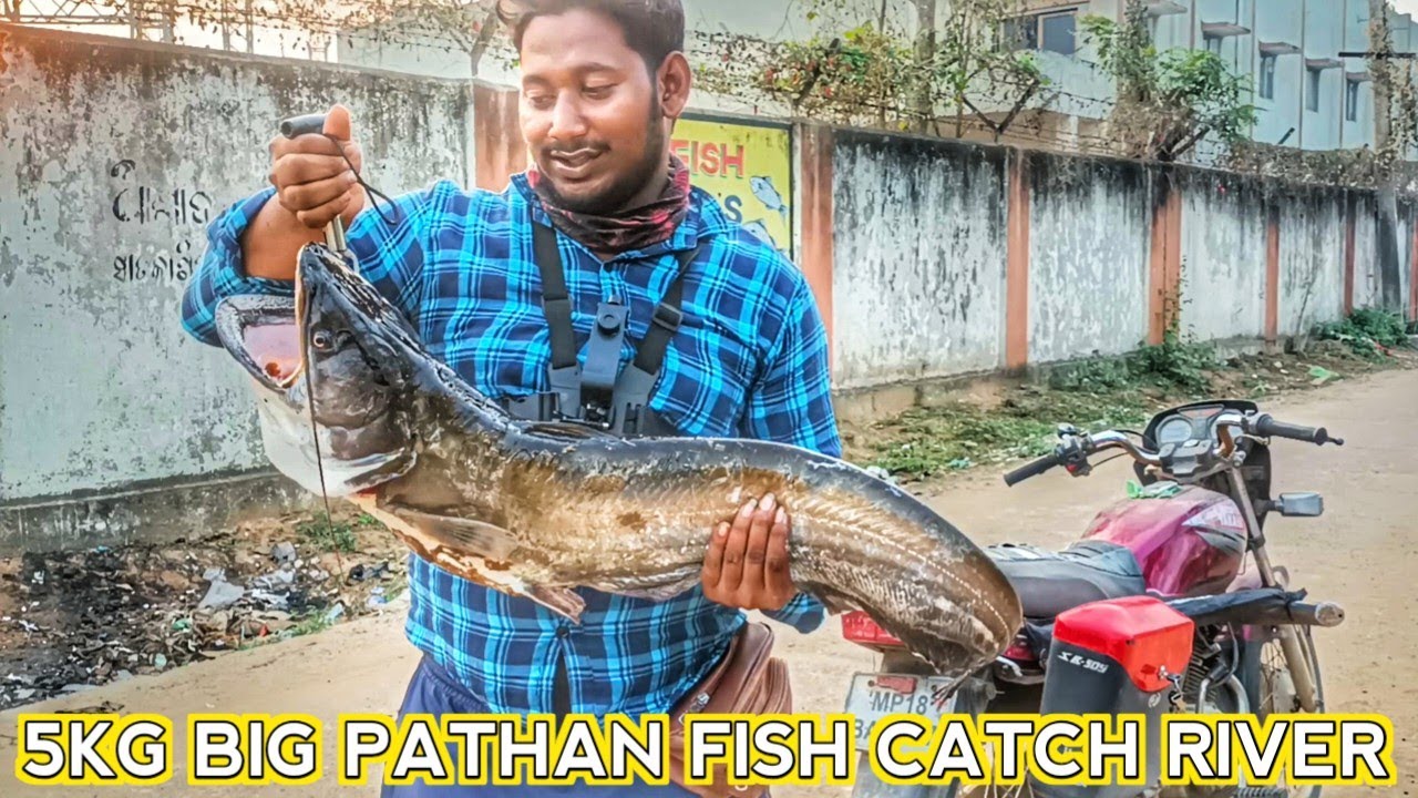 Amazing Big Pathan fish 5kg || Today iam Catch a Zaint pathan Fish ...
