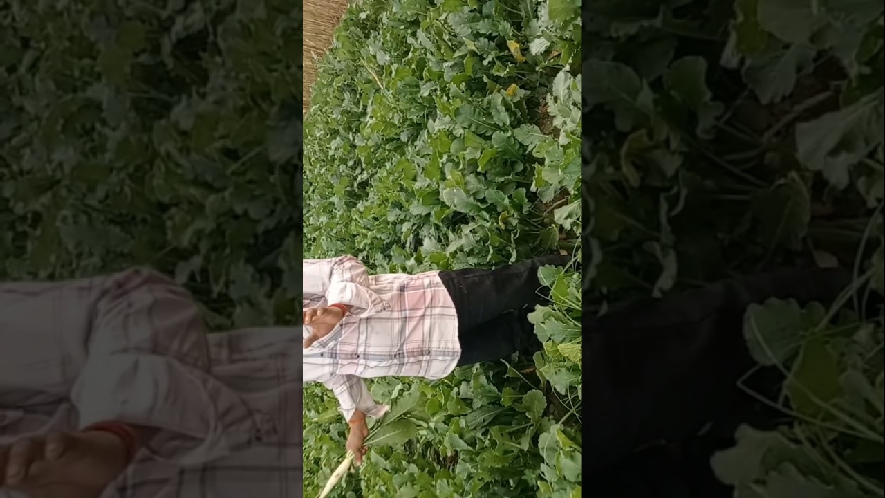 सनबीम सीड्स f1 मूली #agriculture # #farming #किसानकीखेती123#sorts # ...