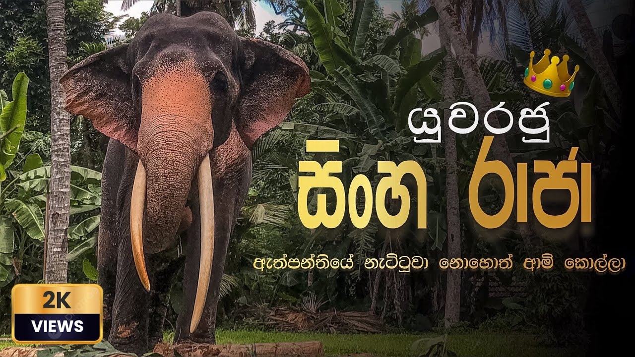 ආමි කොල්ලා නොහොත් උඩරට නැට්ටුවා යුවරජු සිංහ රාජා | Sinha Raja | #hasthi ...