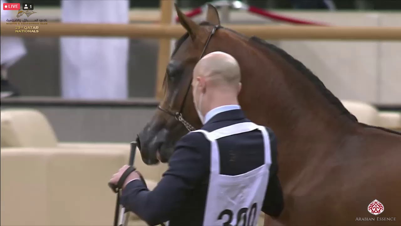 N 300 AL MOHEEB AL REEH 23rd Qatar National Arabian Horse Show Yearling ...
