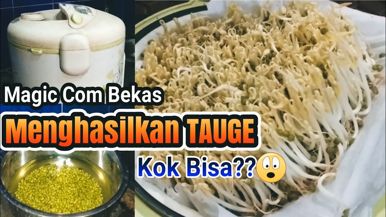 Cara Mudah Membuat TAUGE Pakai Barang Bekas - YouTube
