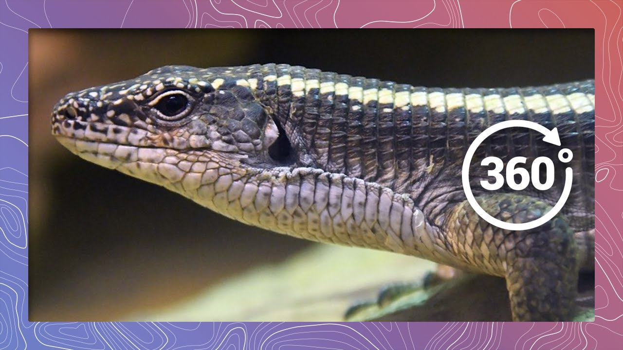 Giant Plated Lizards Find a Meal in South Africa | Wildlife in 360 VR ...