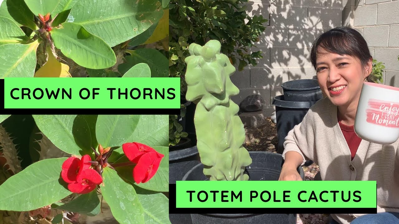 Euphorbia Milii, Totem Pole Cactus and my Mom in law (Crown of Thorns ...
