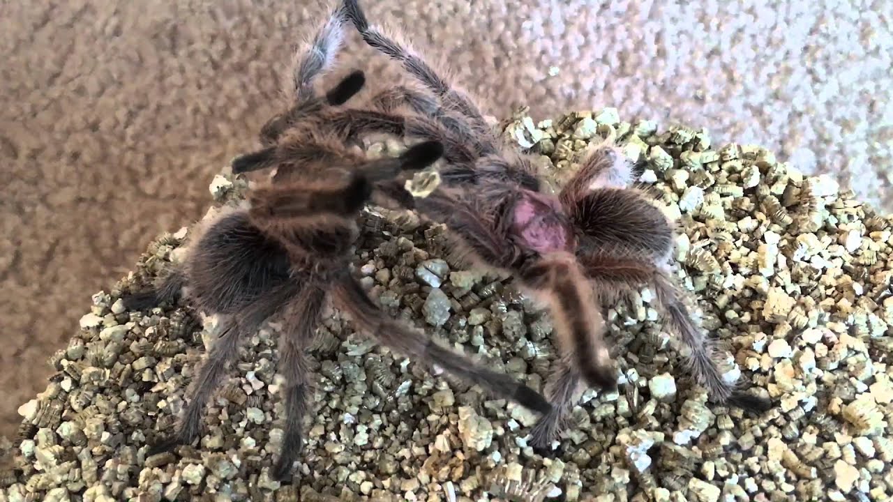 A pair of freshly molted Grammostola sp. "Northern Gold" mating - YouTube