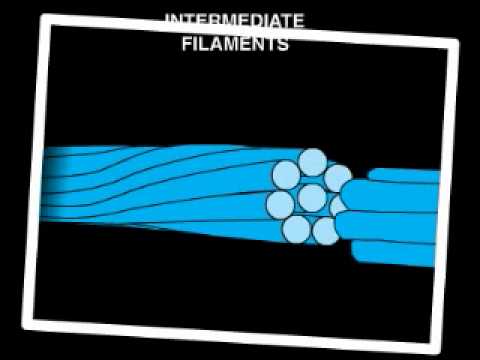 Intermediate Filaments (ECB) - YouTube