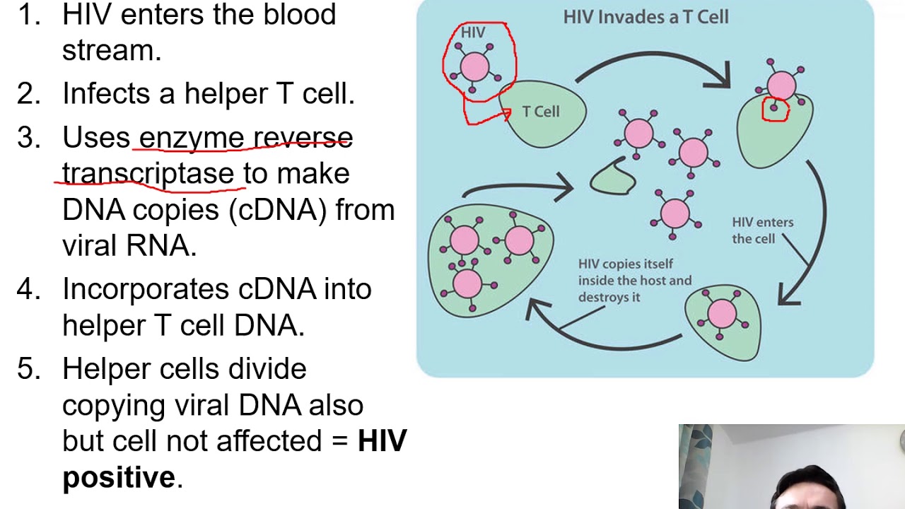 Mr Phillips A Level Biology 2.10 HIV - YouTube