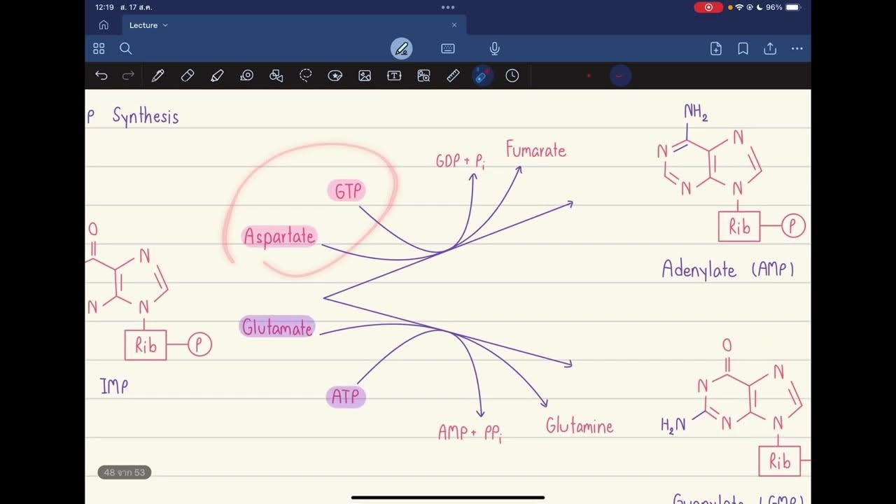 Pharm Biochem : สรุป Nucleotide Metabolism - YouTube