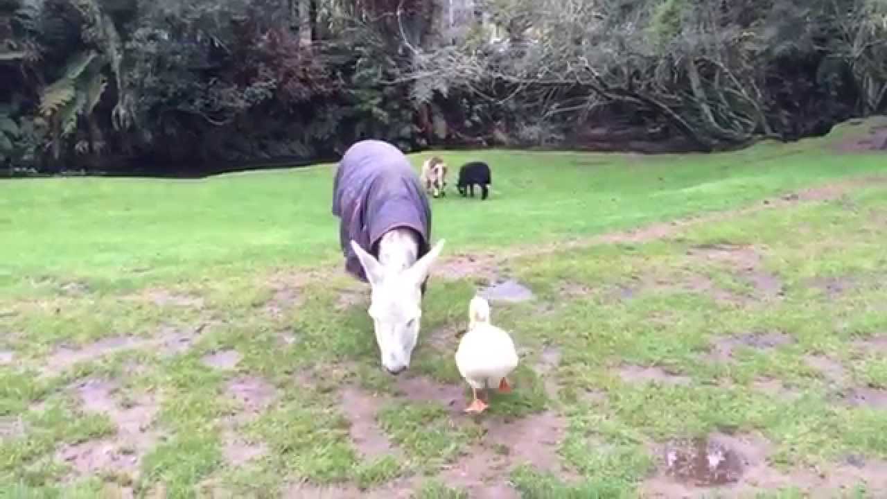 Donkey and duck best friend - YouTube