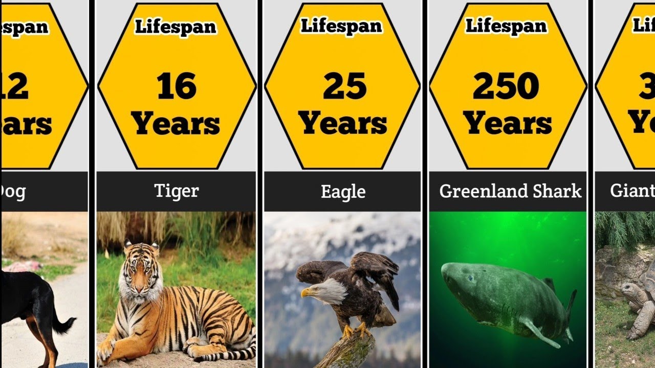 From Short to Long: Animal Lifespan Comparison - YouTube
