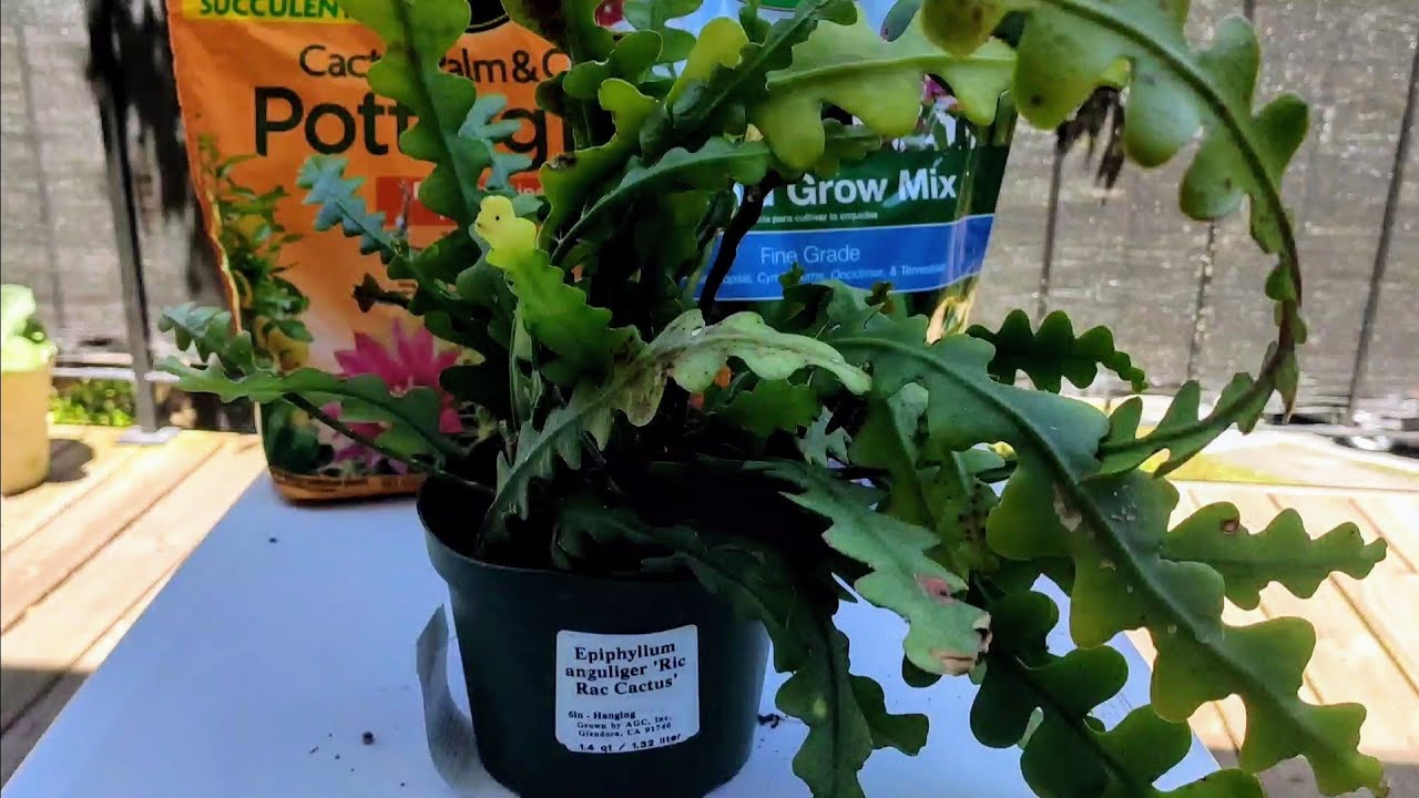 Repotting My Ric Rac Cactus (Disocactus anguliger/Epiphyllum anguliger ...