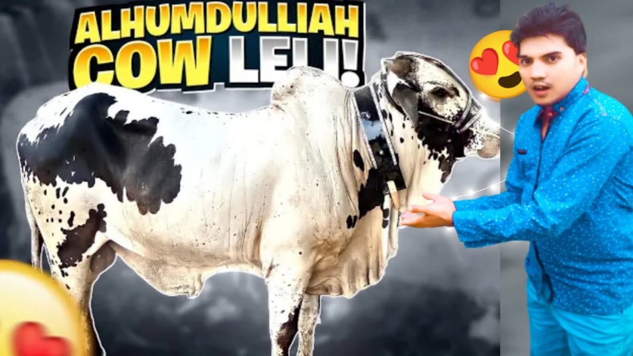Alhamdulliah Cow Leli 😍 | 2023 MashaAllah ️ 240 Deal Done | cow ...