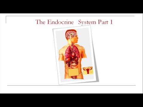 Endocrine System Lecture Pt 1 - YouTube