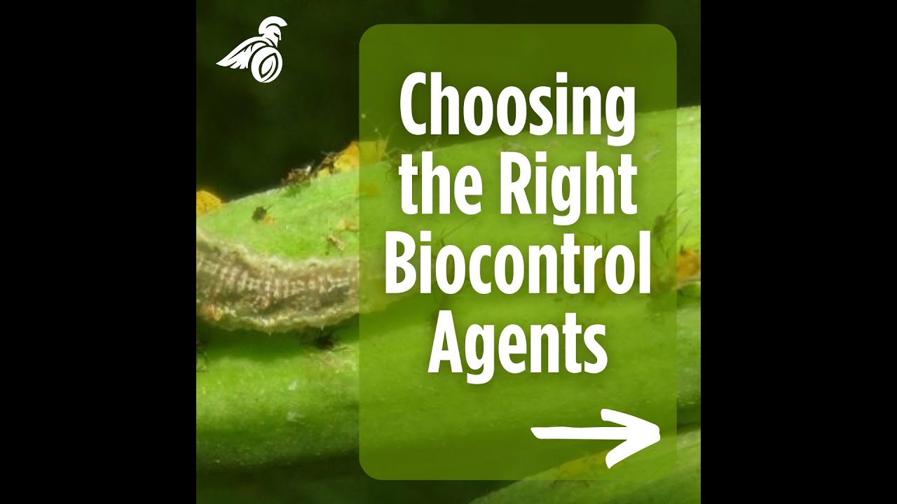 Choosing the right biocontrol agents is key to stopping aphid outbreaks ...