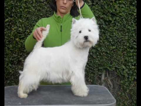 Cachorro West Highland, Westie (Westy, Westi) Pizpiretas - YouTube