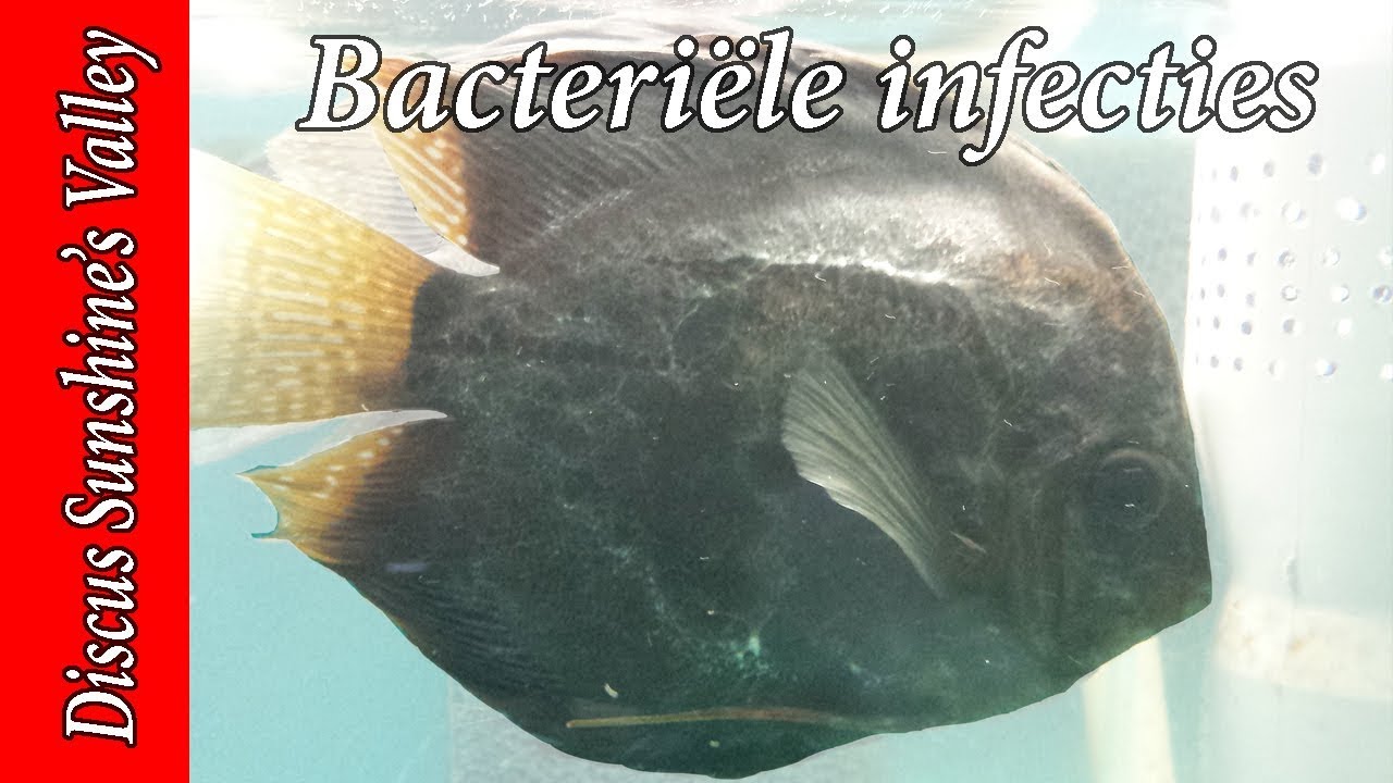 Bacteriële infectie bij vissen | Aquarium Sunshine Valley - YouTube