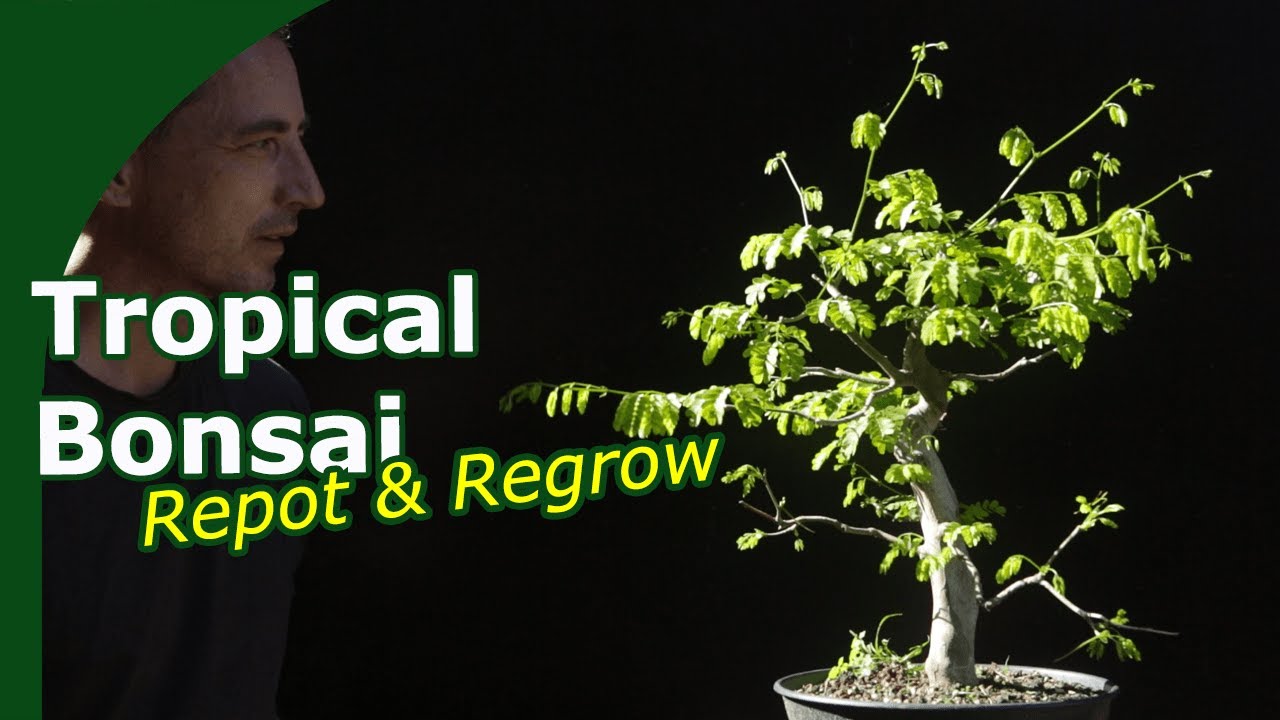 Summer or Spring Repot: Tropical Bonsai ? - [Brazilian Raintree and ...