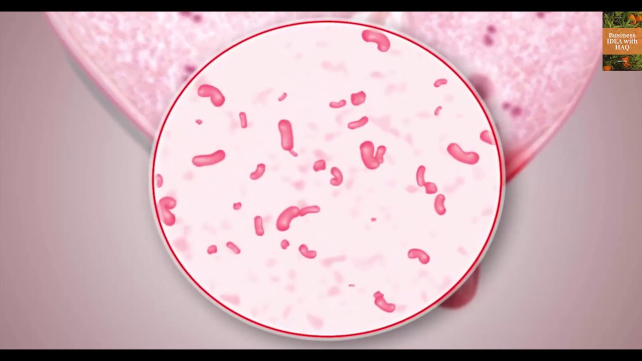 Mastitis Treatment in Cow/Buffalo/Cattle/Goat|Vetnry&Organic Treatment ...