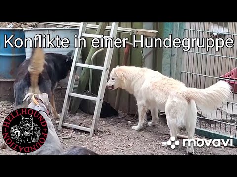 Hellhound Foundation: Konflikte in der Gruppe