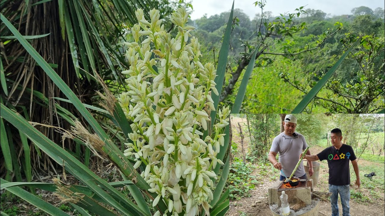 La Flor De Izote También Es De Temporada En La Huasteca! Así La ...