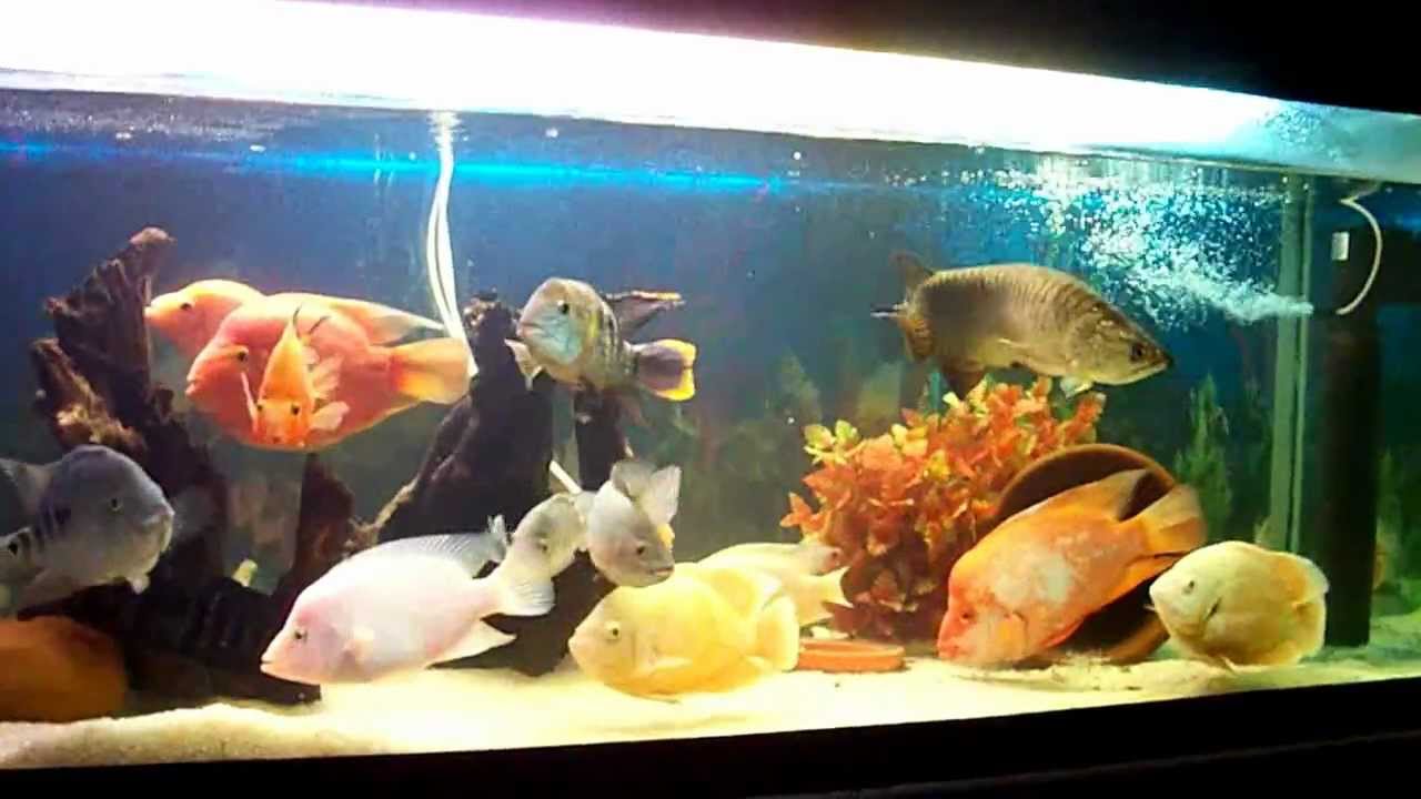 6ft monster fish tank - YouTube
