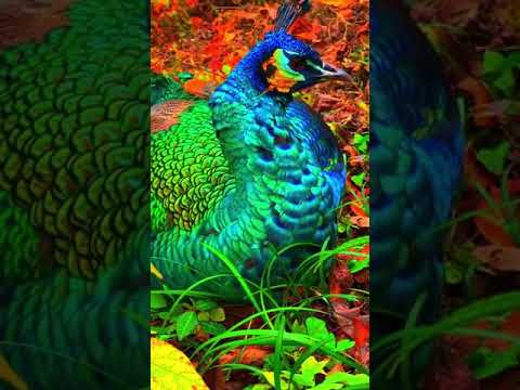 Peacock Dance Display - Peacocks Opening Feathers HD & Bird Sound ...