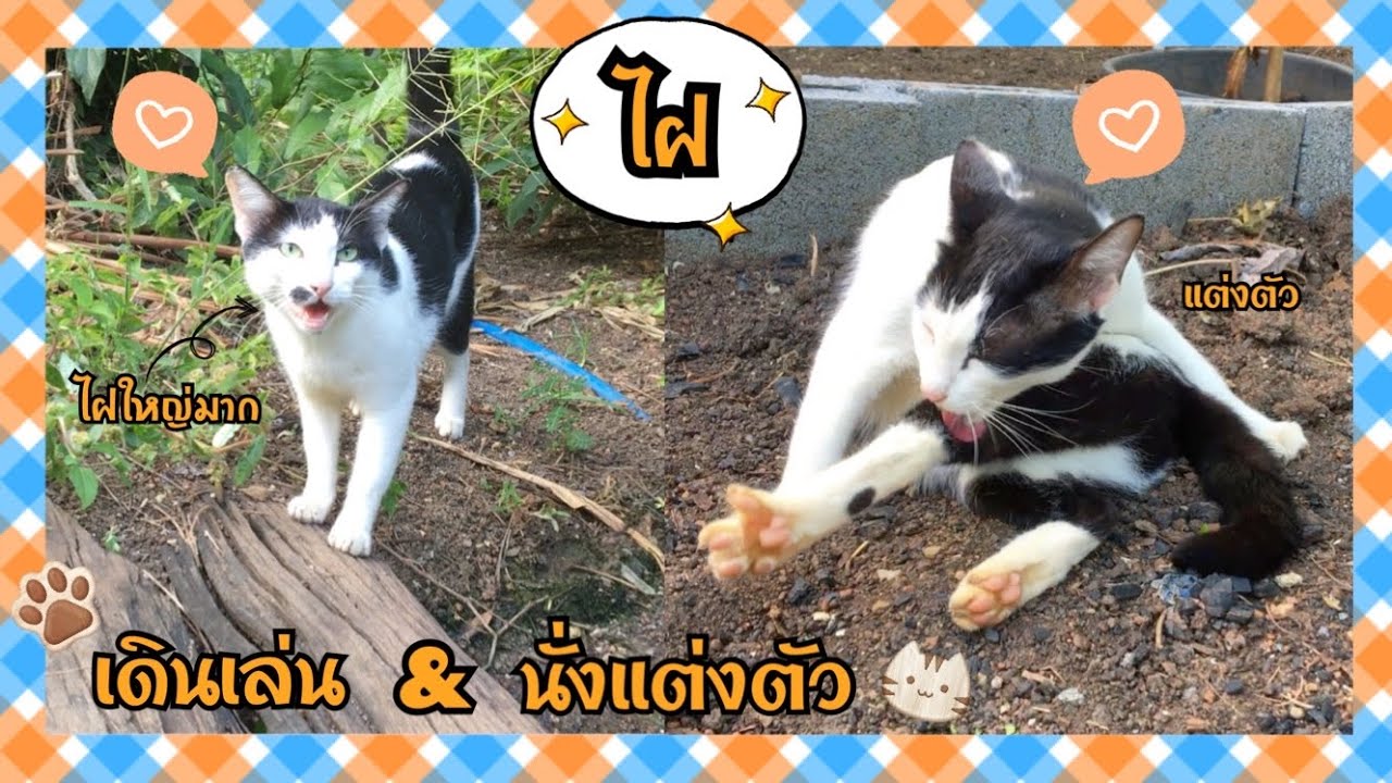 CAT || ตามติดชีวิตไฝ || Aui & Cat - YouTube