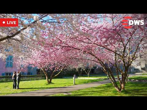 LIVE: Tokyo Cherry Blossoms Bloom Stunning Sakura Season Japan Spring Beauty | DWS News | AL14