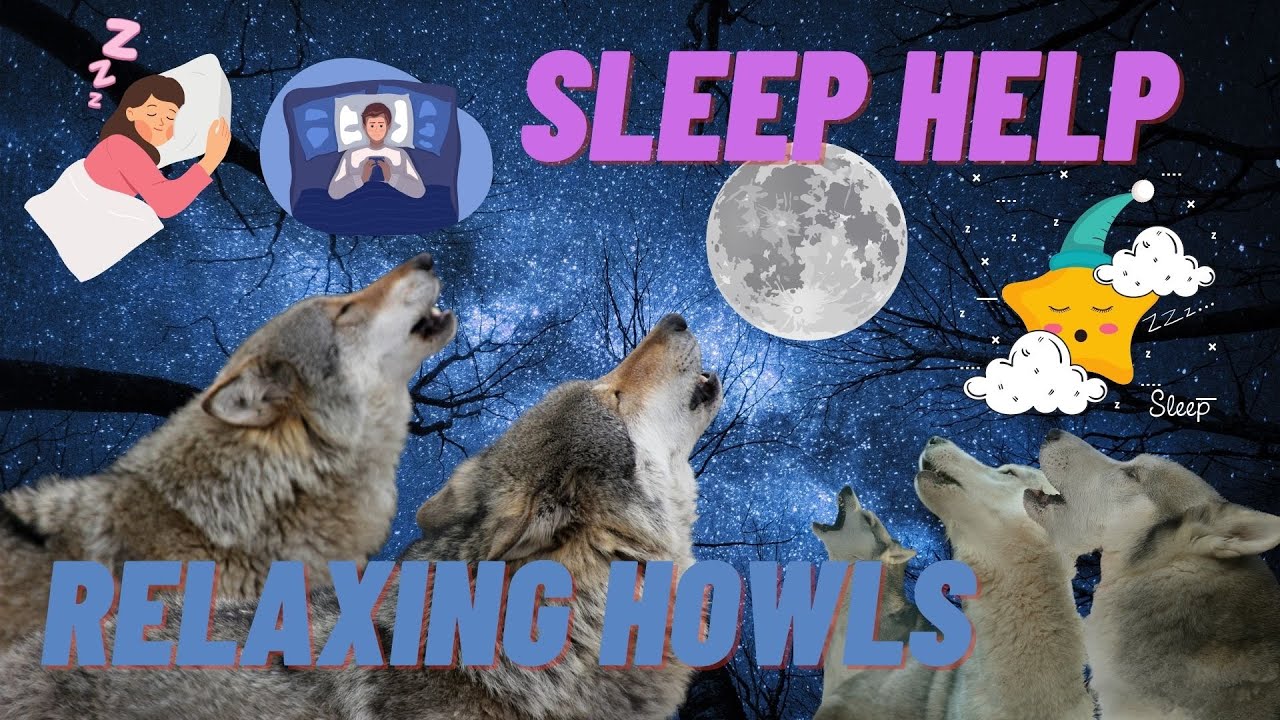 Relaxing Wildlife Sounds - Wolves Howl - Sleep Help - ASMR - Insomnia ...