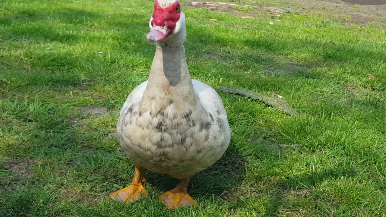Muscovy ducks drake - YouTube