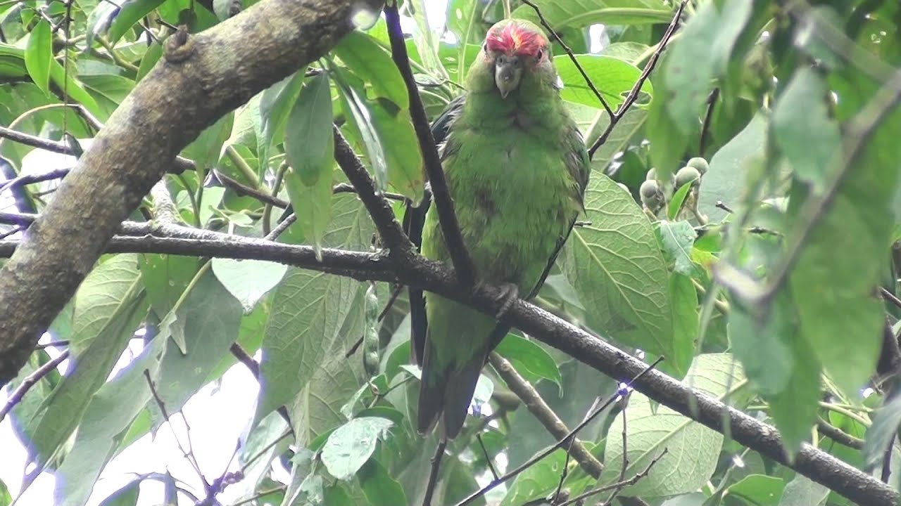 Red capped Pileated Parrot - YouTube