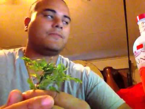 Ewe osain - YouTube
