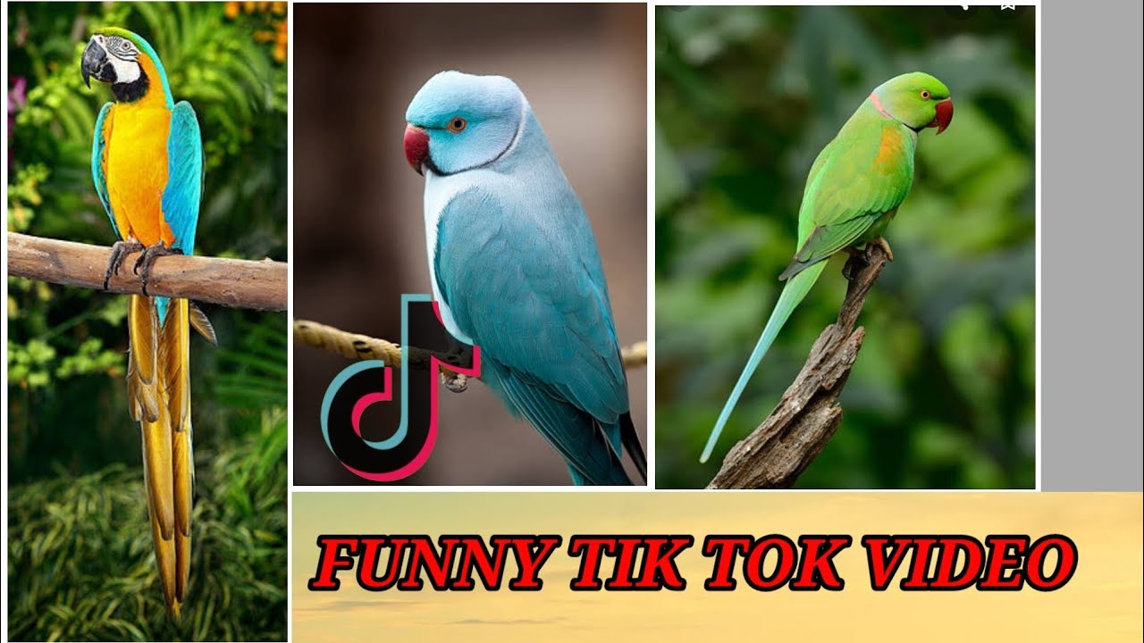 Funny Parrot Talking Video on Tik Tok ।।Cute Birds doing funny things ...