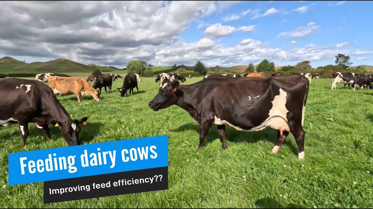 How to improve feed efficiency? Feeding dairy cows pasture for milk ...