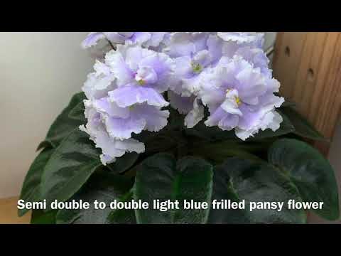 African Violet - Boo Man - YouTube