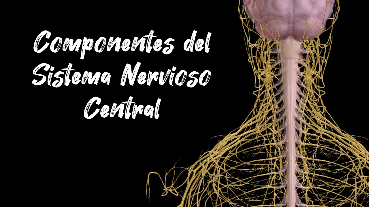 Componentes del SNC | MedSch - YouTube