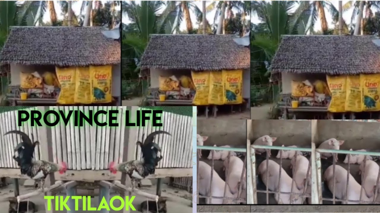 Province Lifetiktilaok Ng Manokcamerachizmoza Lani Youtube