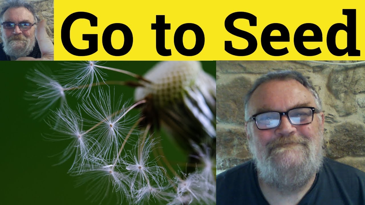 😎 Go to Seed Meaning - Run to Seed Defined - Go to Seed Examples - Run ...