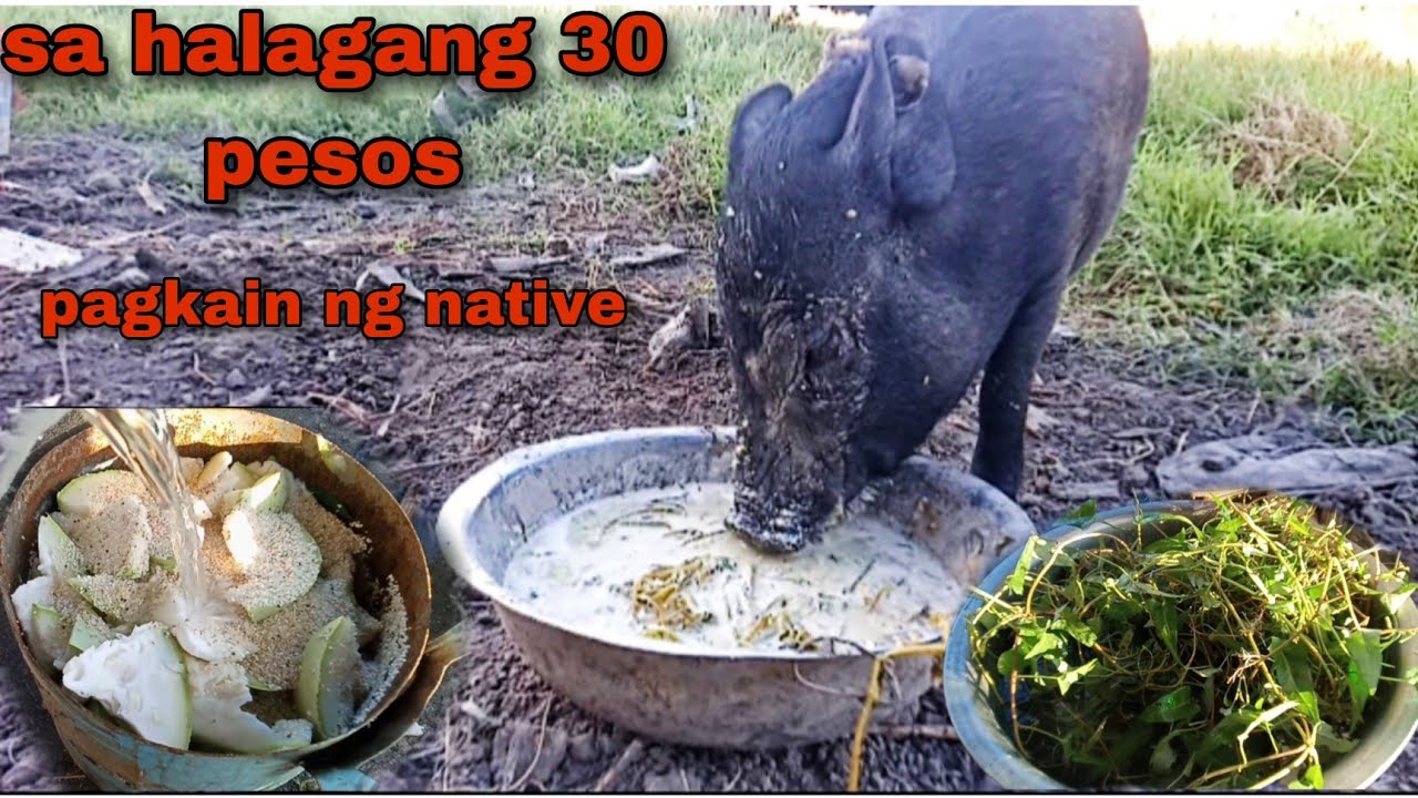paraan para makatipid sa pagkain ng native pig | maliit ang gastos ...