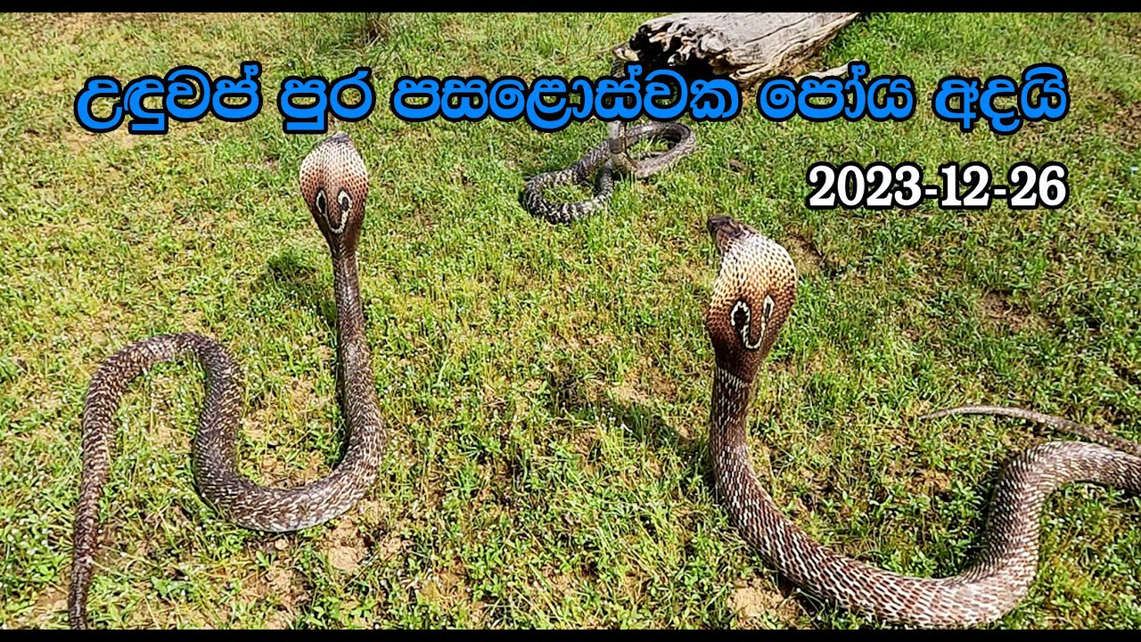 Unduvap Full Moon Poya Day - 2023 - YouTube