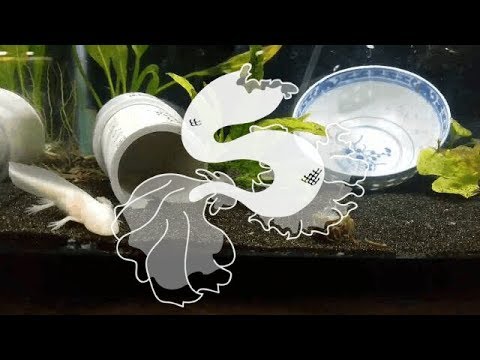 Axolotl Tank: 10 Gallon Setup - YouTube