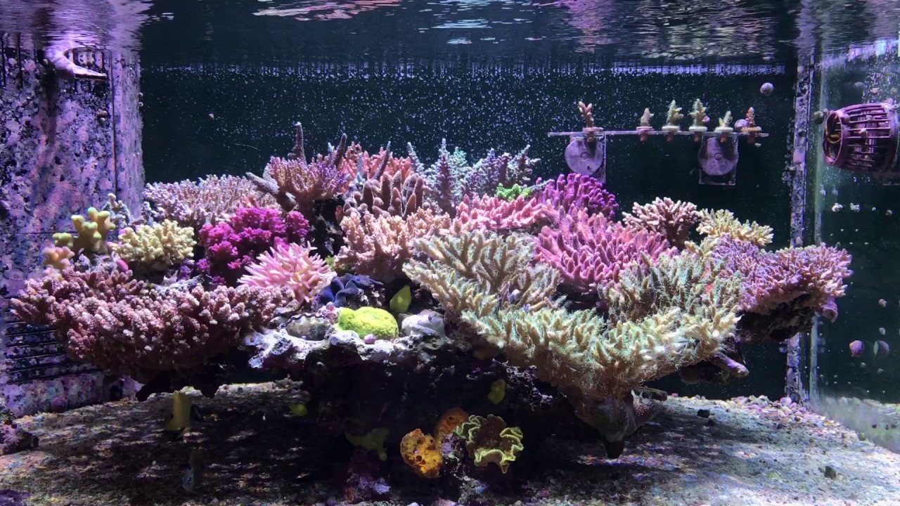 TARAFUKU REEF AQUARIUM 2017.6.22 - YouTube