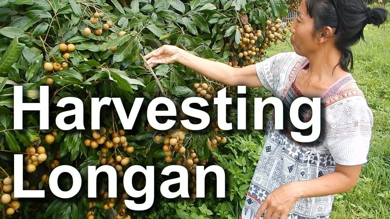The Big Longan Harvest - YouTube