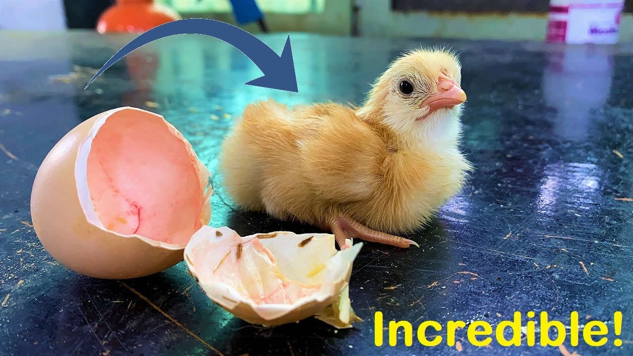 Incredible ! Chick hatching Out of EGGS - EGG HATCHING - How baby chick ...
