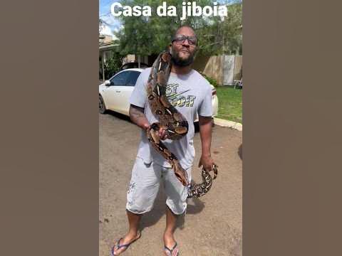 Jiboia BCC #animais #cobra #cobras #snake - YouTube
