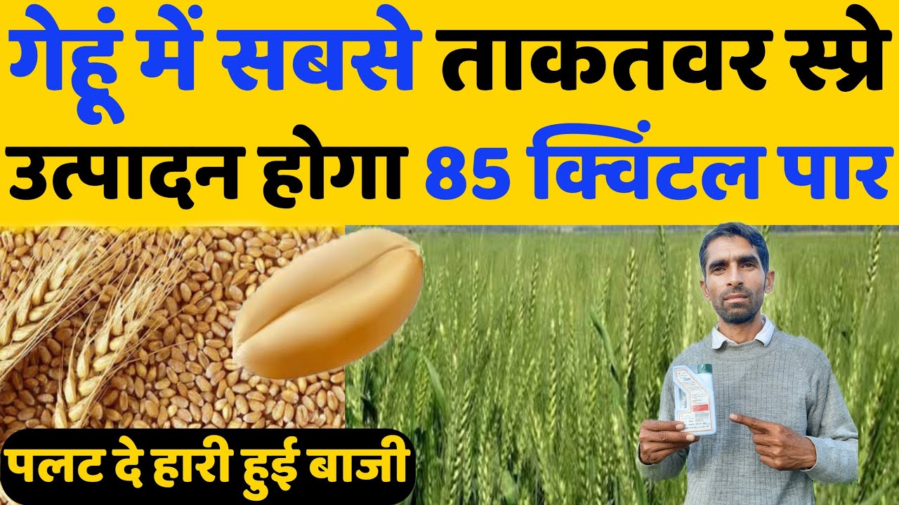 गेहूँ में ये ताकतवर स्प्रे दिलाएगी रेकोर्ड उत्पादन | Gehu me Bali aane ...
