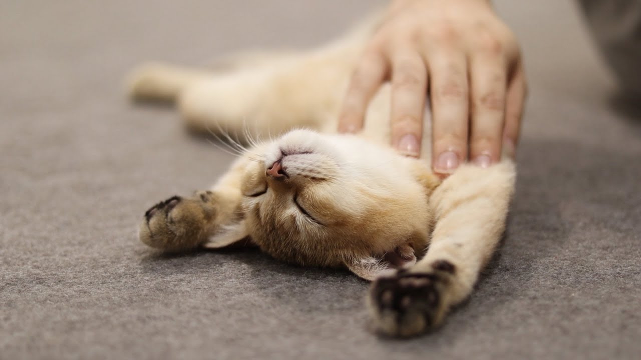 Kitten Katoo Craves a Massage: Pampering Time! #34 - YouTube