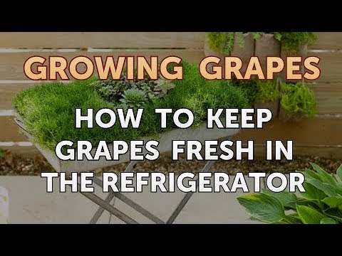 How to Keep Grapes Fresh in the Refrigerator - YouTube