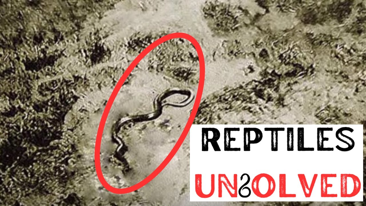 The Unsolved Mystery Of The 50 Foot Congo Snake! - YouTube